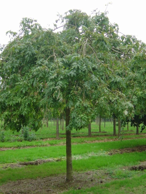 Farmacia din grădină – Frasin - Glasul Hunedoarei